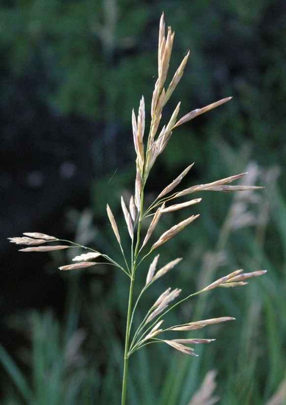 Failures and Victories, Part 3: Living Mulch – Climate Resilient Landscapes